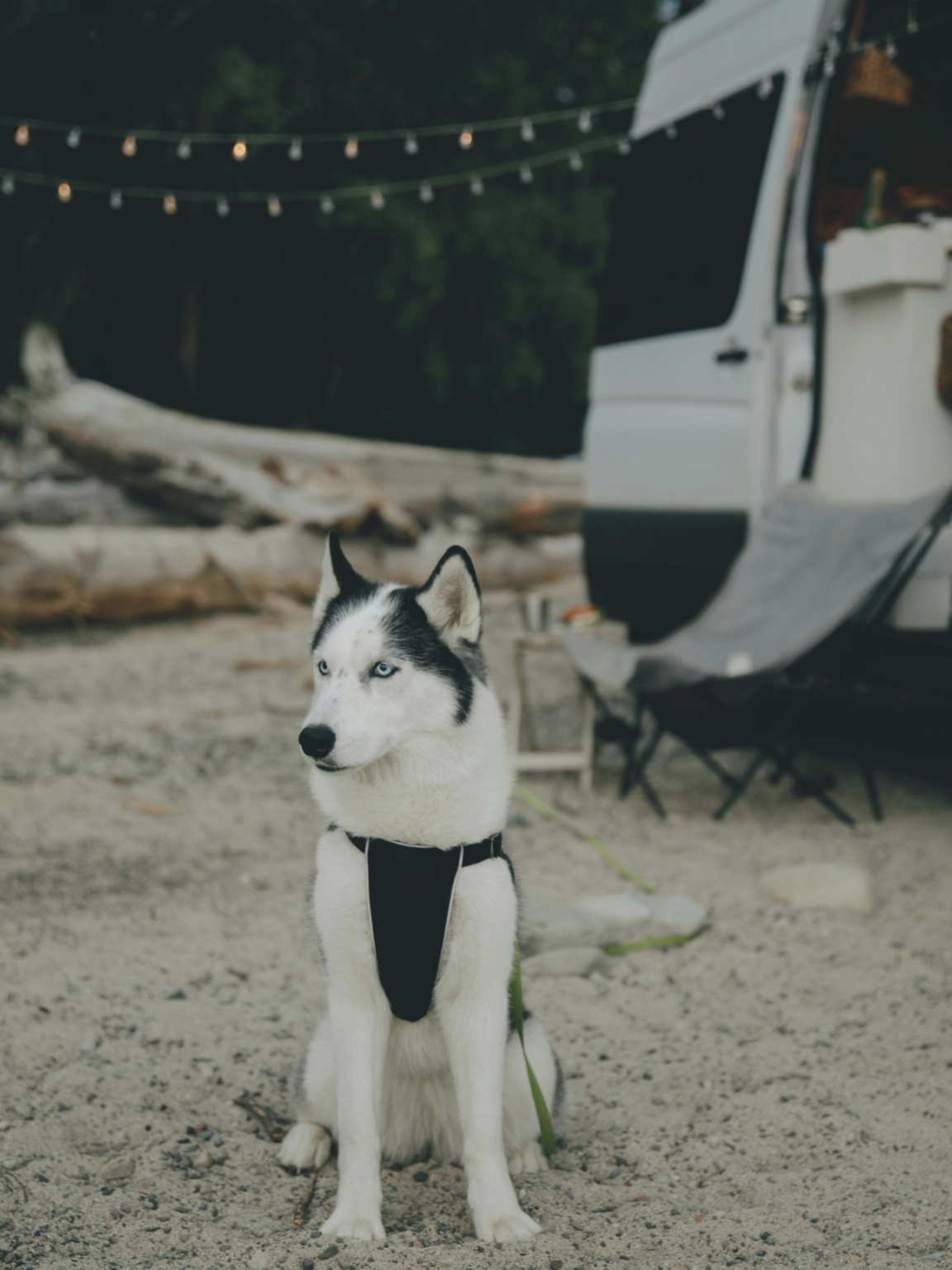 Pro Tips for Living Van Life with Dogs - ExploreVanX