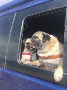 Pro Tips for Living Van Life with Dogs - ExploreVanX