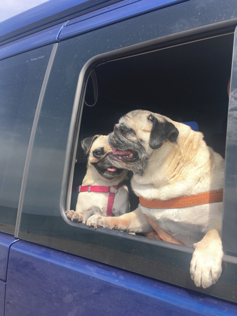 Pro Tips for Living Van Life with Dogs - ExploreVanX